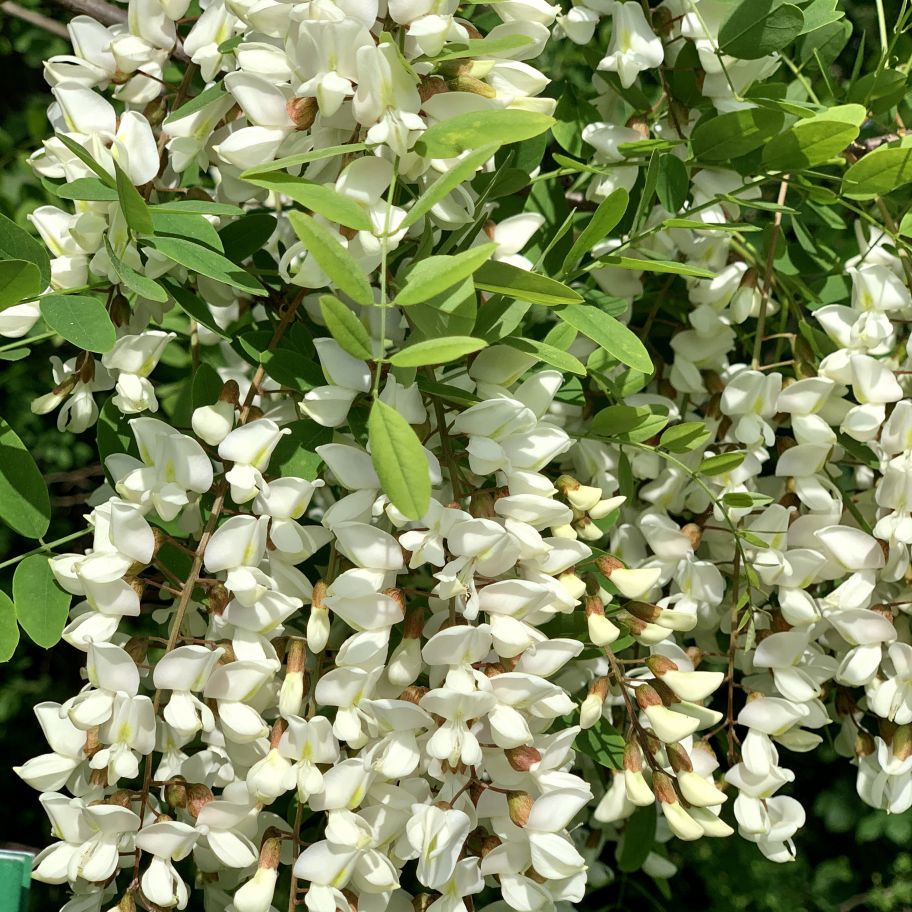 Torta ai fiori di acacia e cioccolato bianco - Merende da favola